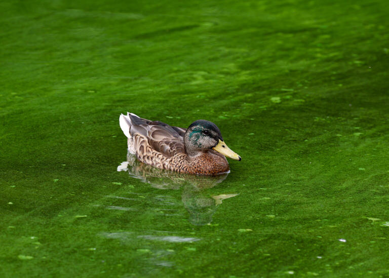Chris Packham says Lough Neagh crisis is 'a national scandal' as he ...