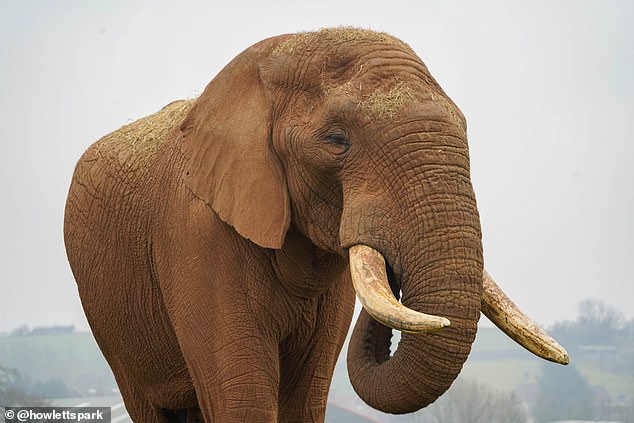 A jumbo operation! Elephant in Kent is swapped with two youngsters in ...