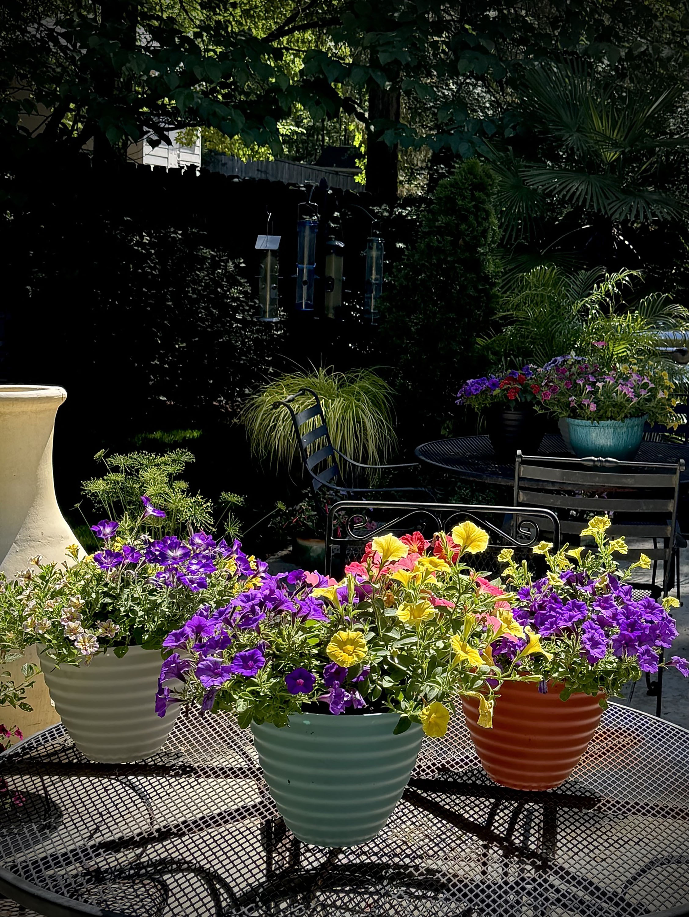 On gardening: Flora, fauna and fragrance with Supertunia petunias