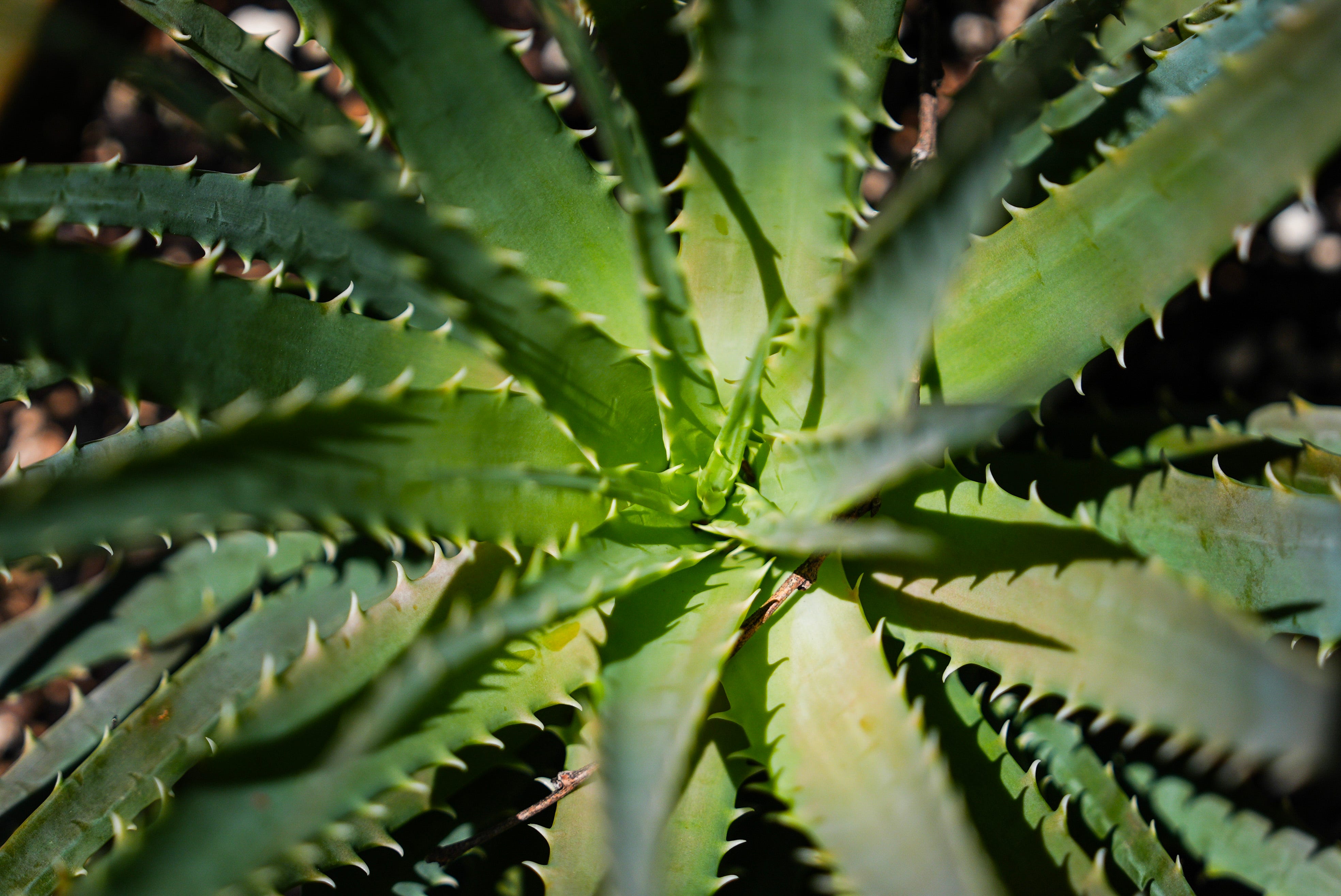 Smart, simple gardening tips for those who travel