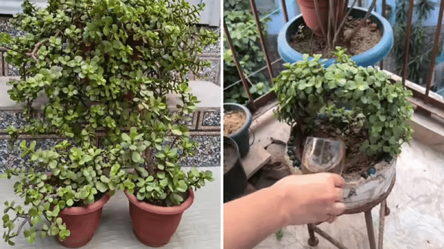 How to make Goddess Lakshmi's favorite plant dense? Gardeners offer ...