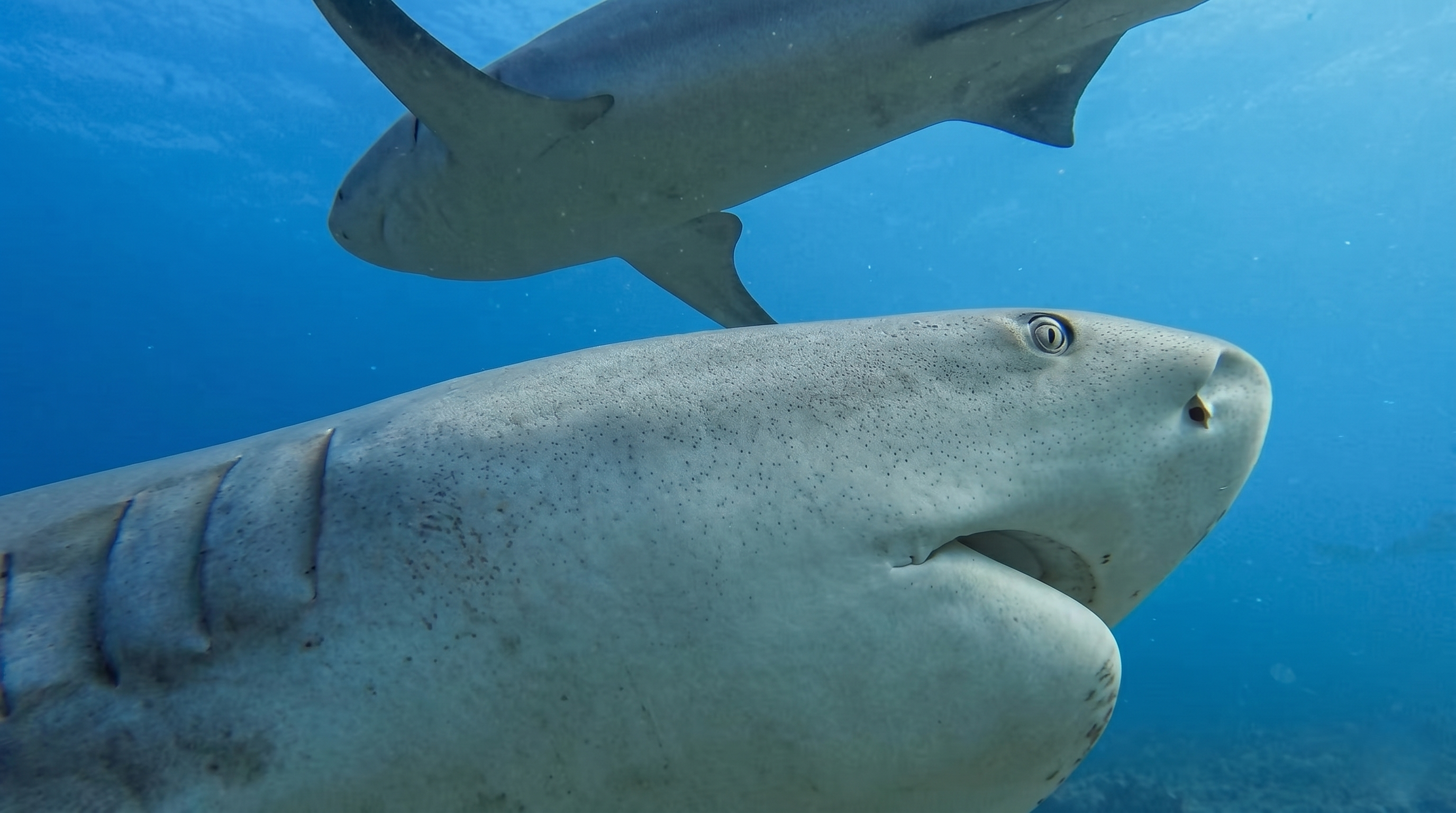 Watch what happens when a shark adapts to water that should kill it