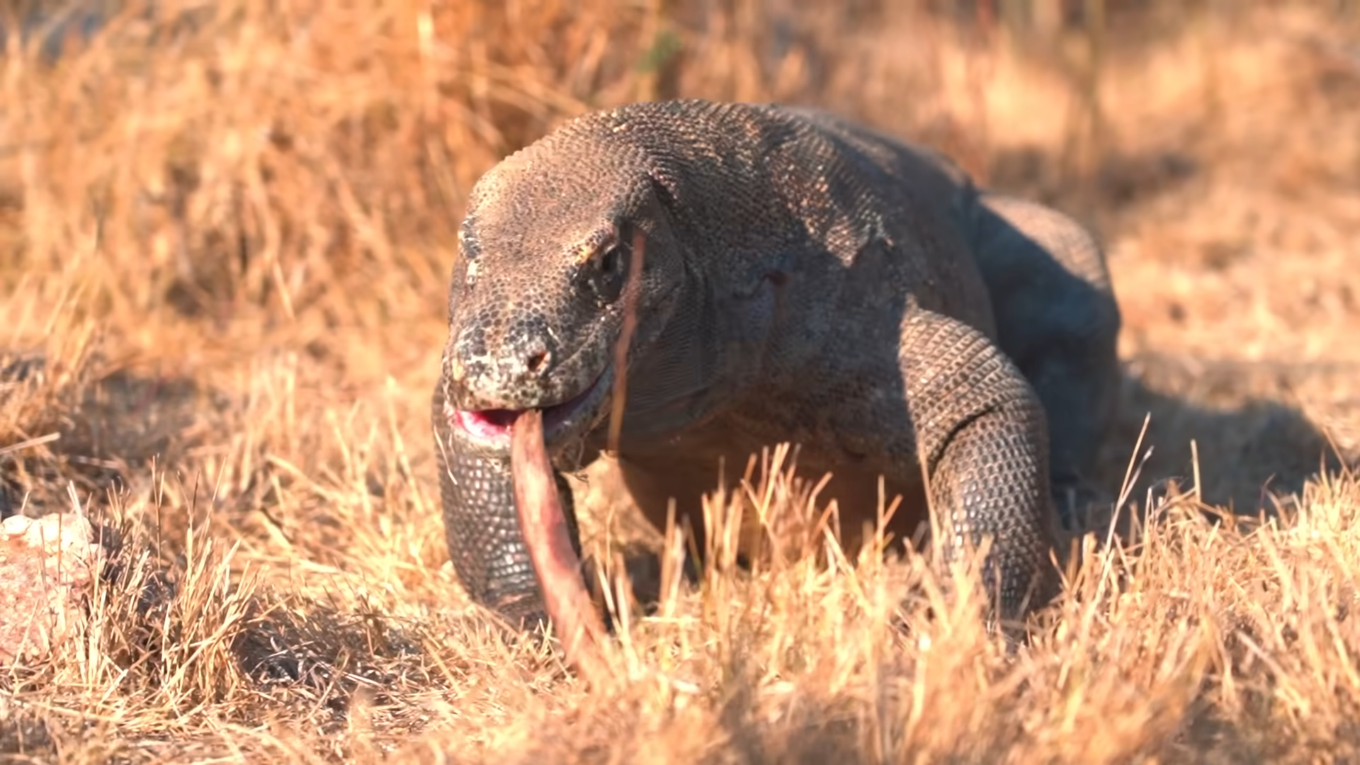 This Komodo dragon bites once – then waits for prey 20x its size to die