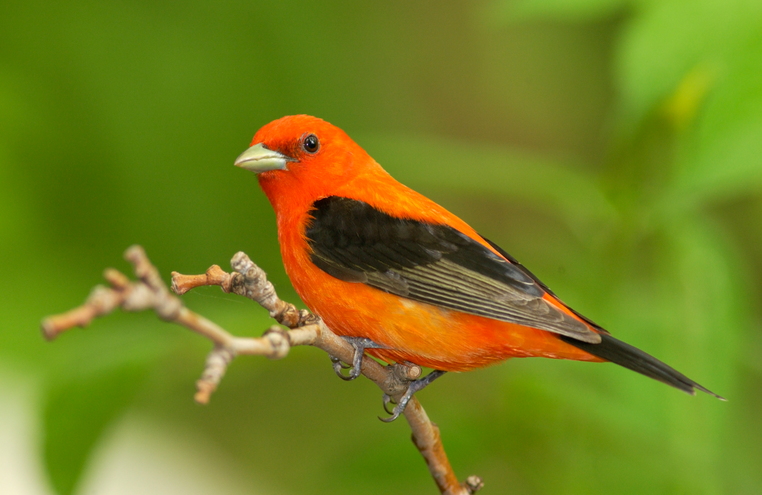 Missouri needs volunteers to count birds for conservation survey