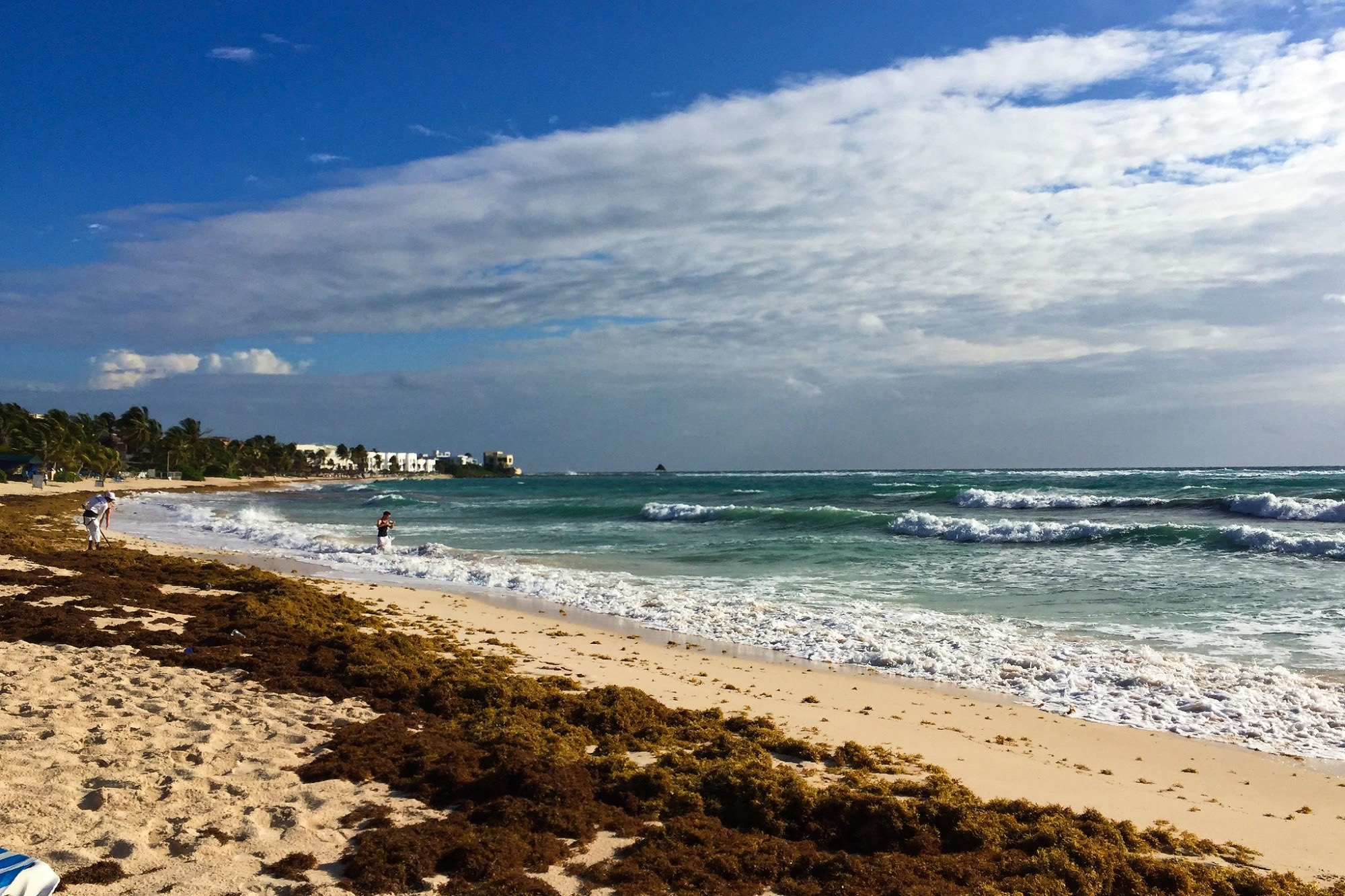 Miami’s sargassum problem is exploding. How much is climate change to ...