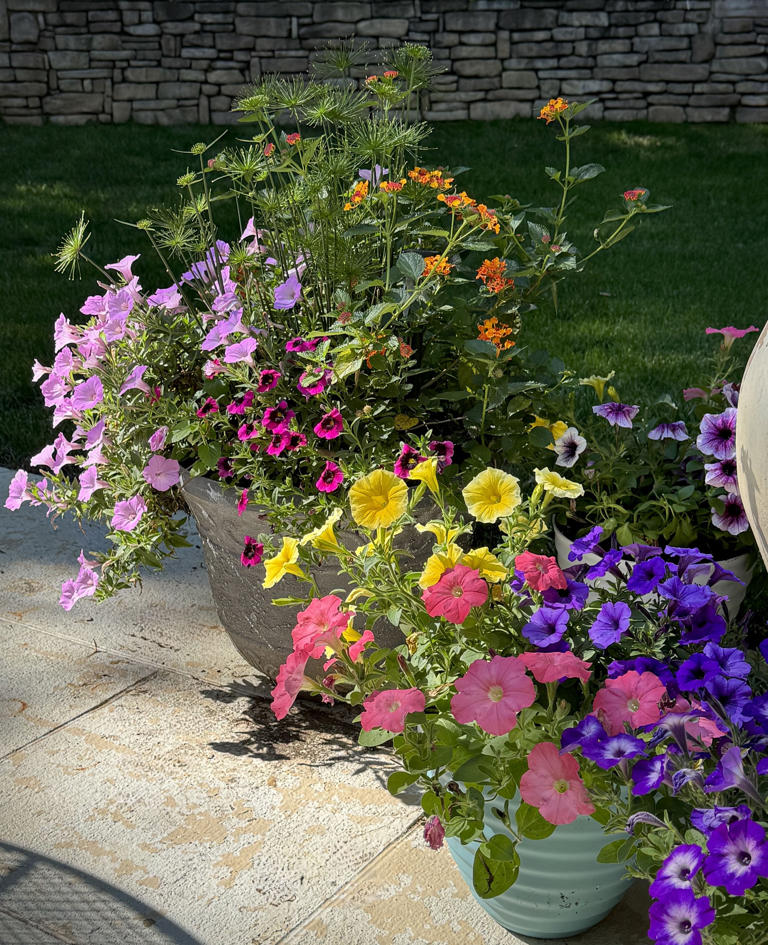 On gardening: Flora, fauna and fragrance with Supertunia petunias