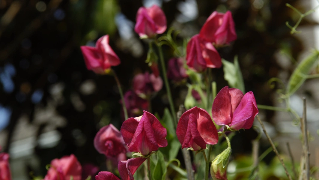 Experts highlight top small flowers for spring gardens