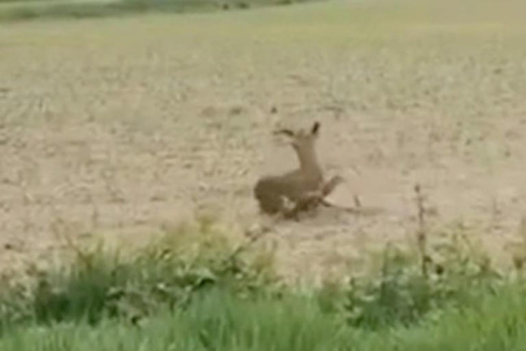 Drivers issued warning about 'drunk deer' off their antlers on ...