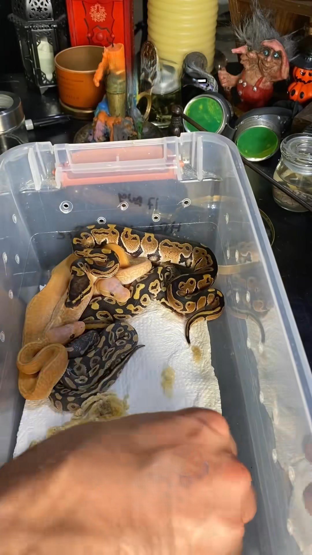 Baby ball pythons complete a shed