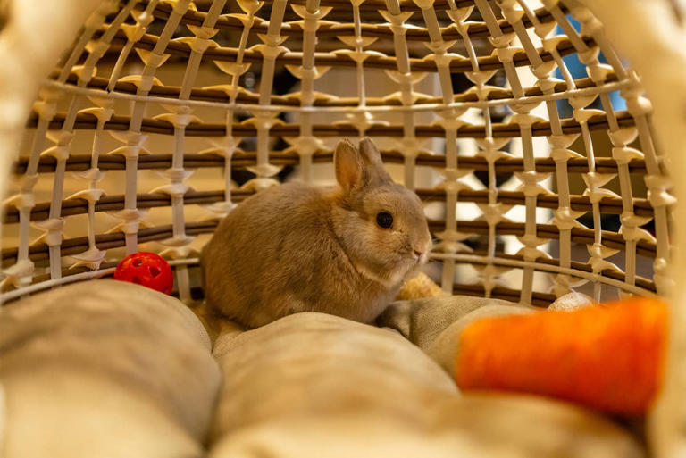 7 best pet rabbit breeds for beginners, according to a vet