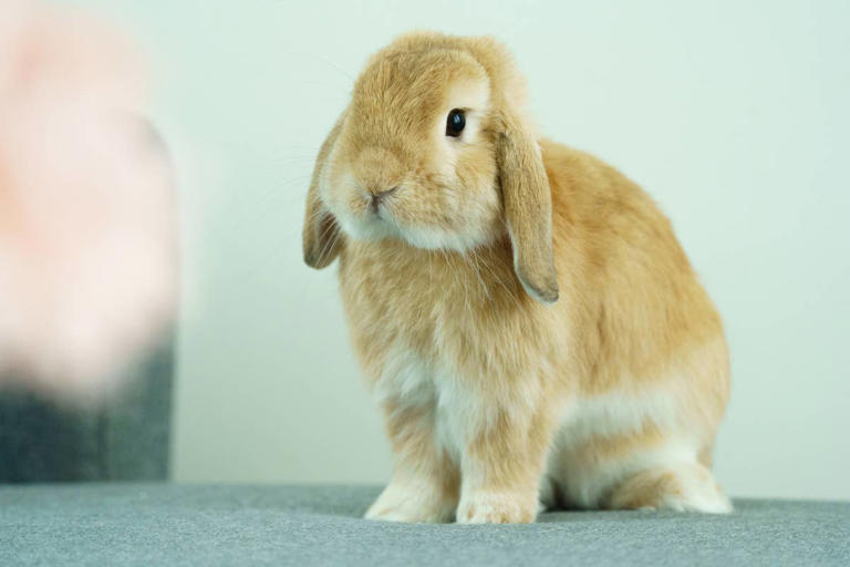 7 best pet rabbit breeds for beginners, according to a vet
