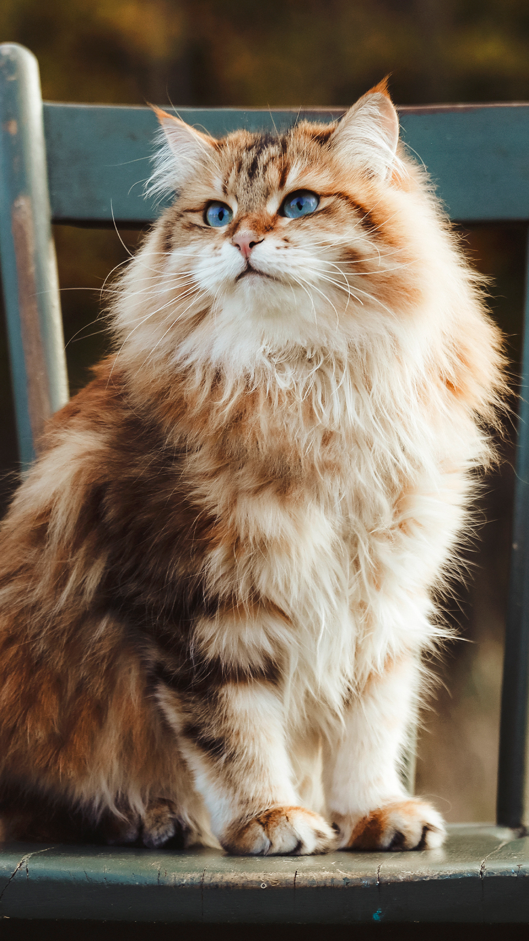 These funny cat habits actually have meaning