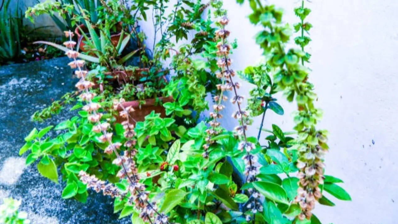 Plants that lower terrace temperature naturally during Indian summers