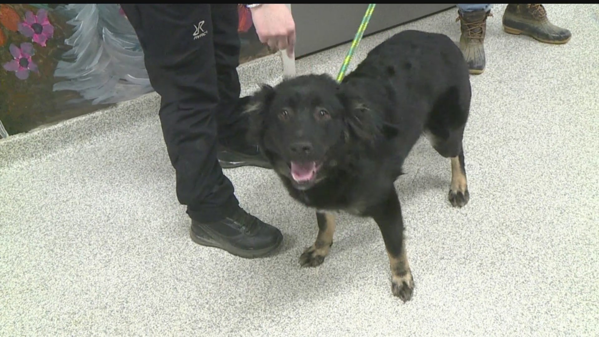 Animal Charity of Ohio takes in over 80 animals in a month, looking for ...