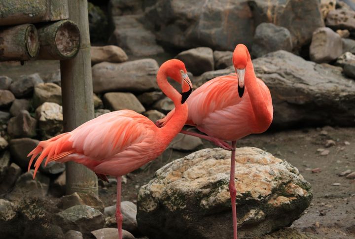 20 lesser-known animal subspecies with unique traits