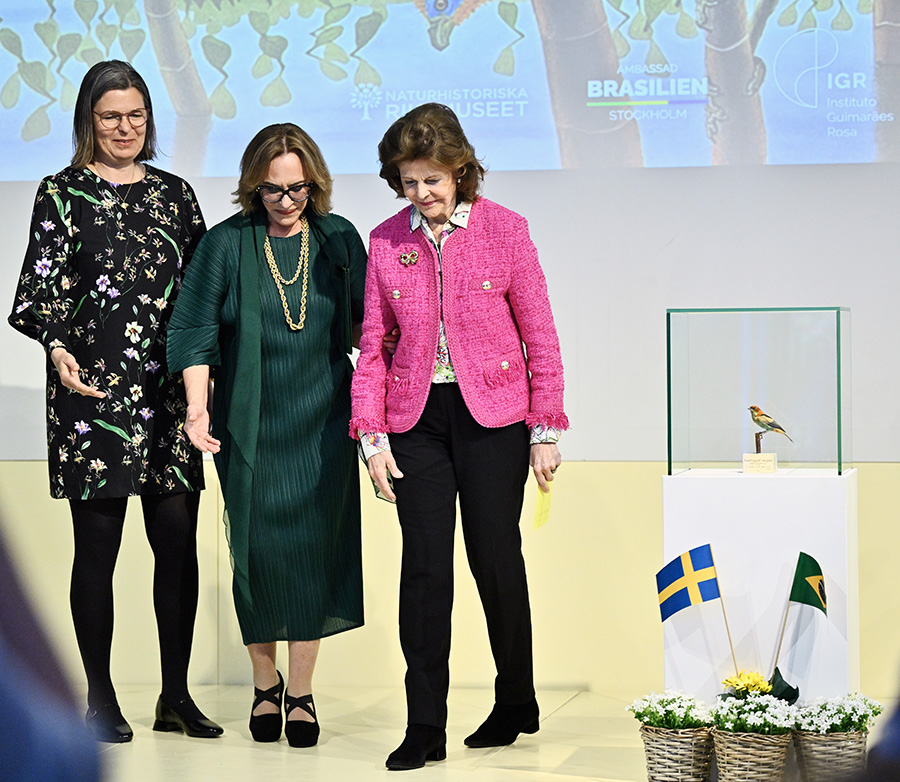 Silvia kvittrade i knallrosa – mitt bland Brasiliens fåglar