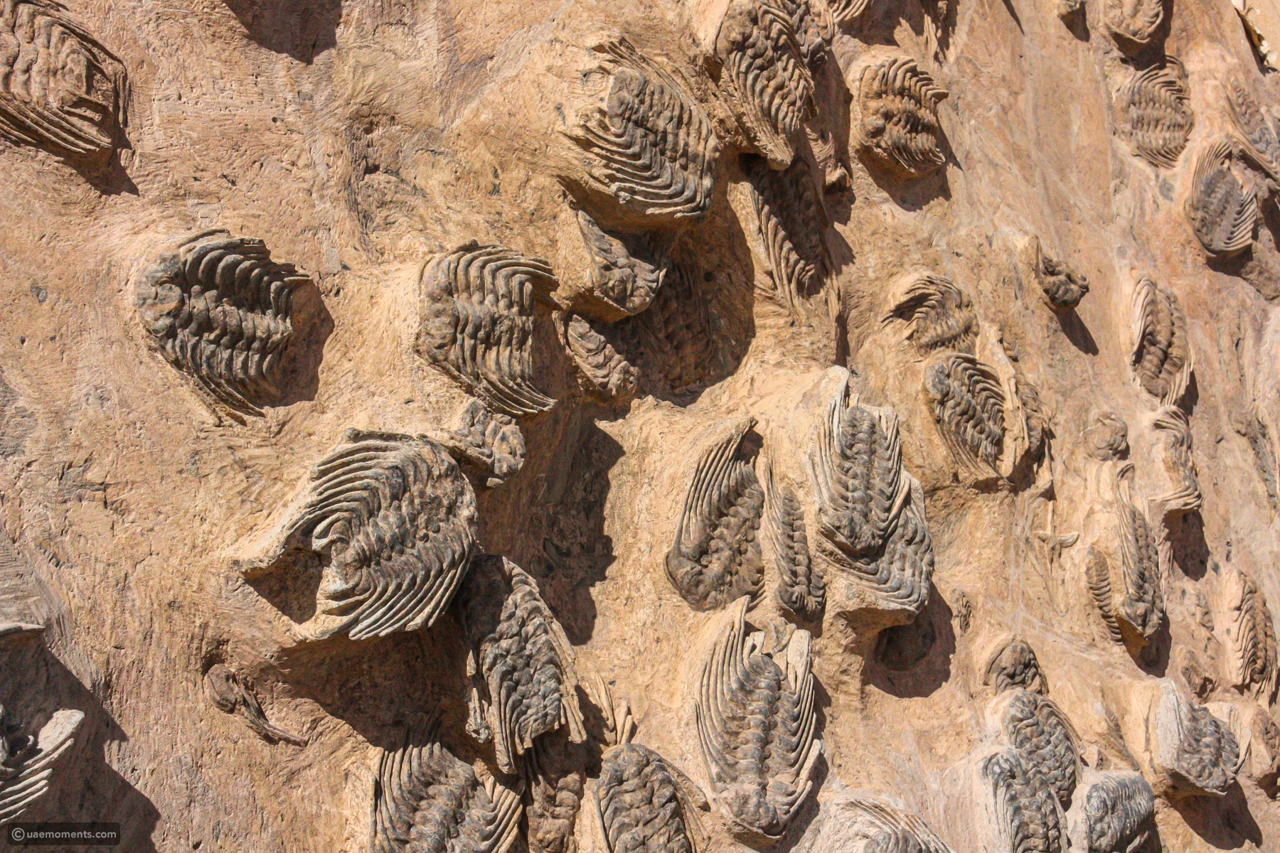 Giant ancient snake found in India: Vasuki indicus may be one of the ...