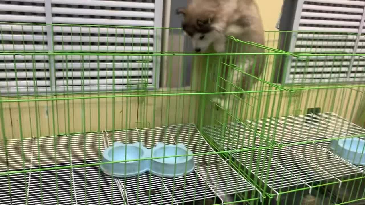 Alaskan Malamute puppy climbs into neighboring cage in Shandong, China