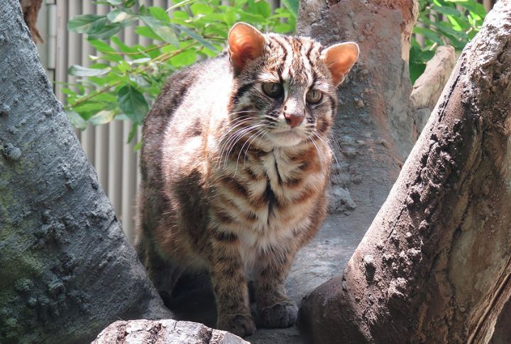 20 lesser-known animal subspecies with unique traits