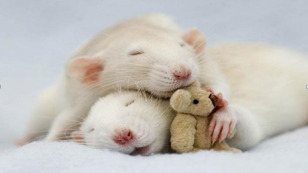 Photographer captures images of adorable rats