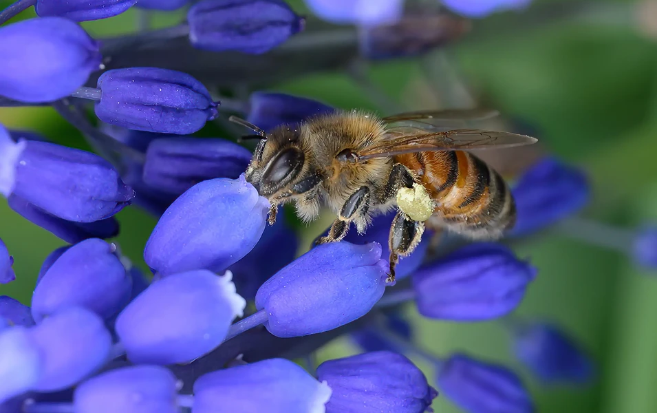 New study raises global bee species estimate by up to 25%