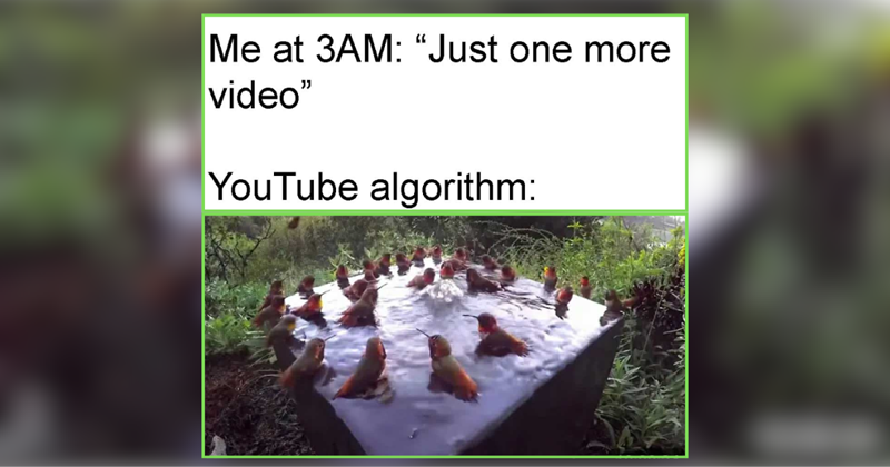 22 birds cuckooing like an old fashioned clock to countdown to weekend