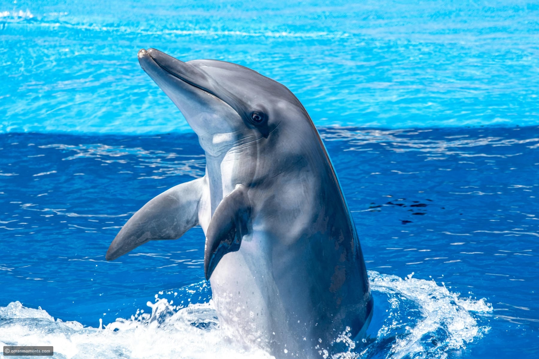8 animals that laugh, giggle, and chuckle just like humans