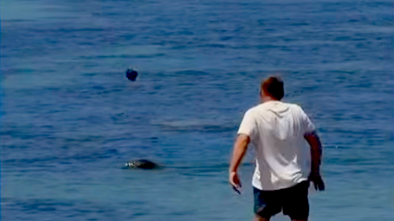 Tourist who attacked Hawaii monk seal Lani arrested, faces prison and ...