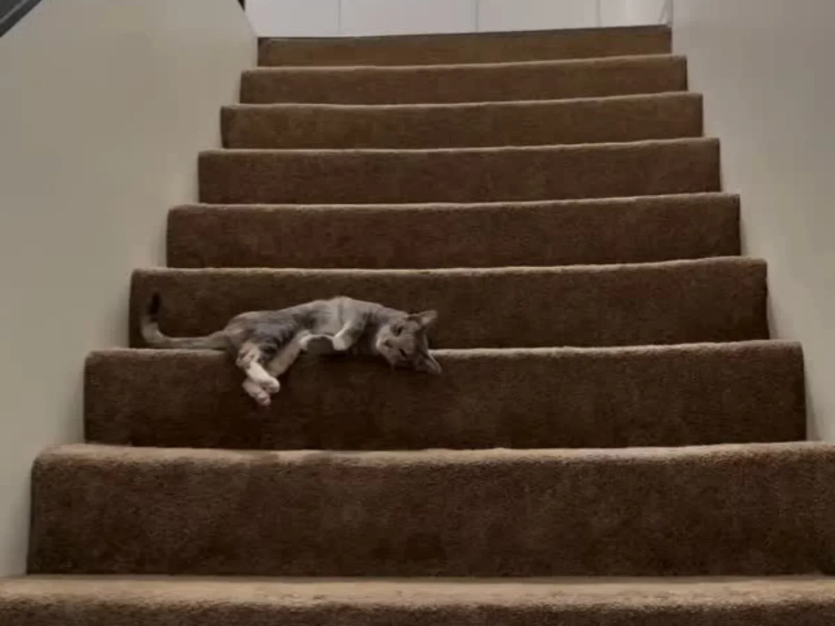 Gatinha desce escada de forma inusitada e momento fofo viraliza nas ...