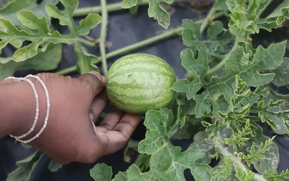 Watermelon Juice Secrets For Health And Happiness