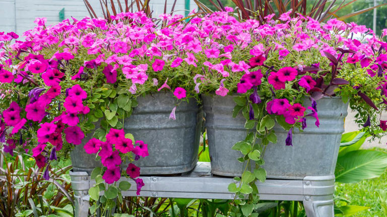 Don't bother deadheading these 6 low-maintenance annual flowers – they ...