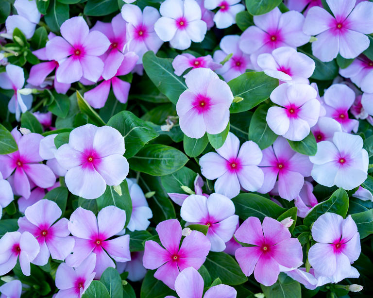 Don't bother deadheading these 6 low-maintenance annual flowers – they ...