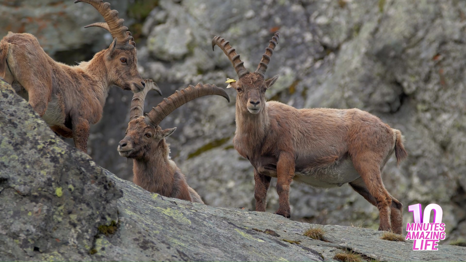 How alpine ibex survive harsh life in rocky mountains
