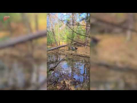 Dad falls off log while showing off balance skills