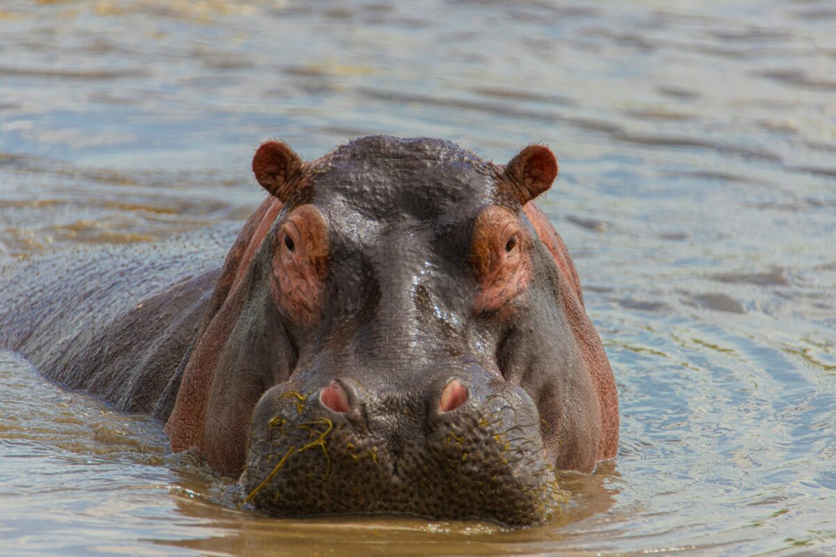 Why hippos rank among nature’s killers