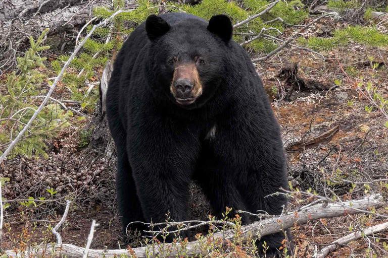 27-year-old worker dies in black bear attack at isolated uranium mining ...