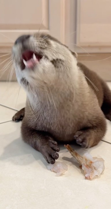 Hungry otter & snapping turtle!