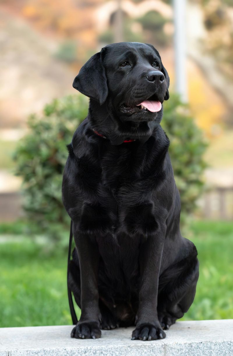 14 ultra-social dog breeds that act like everyone is their best friend