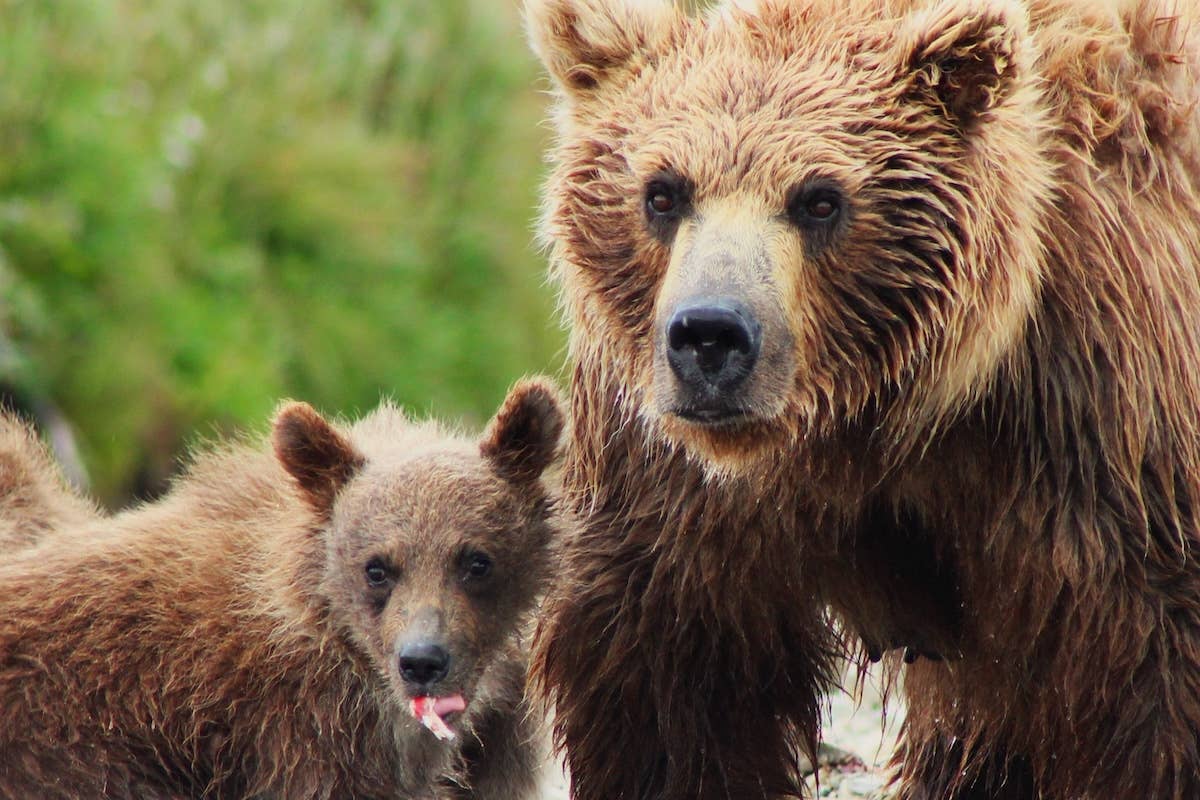 Mama bear rescues her cub from a backyard hot tub in Arcadia, California