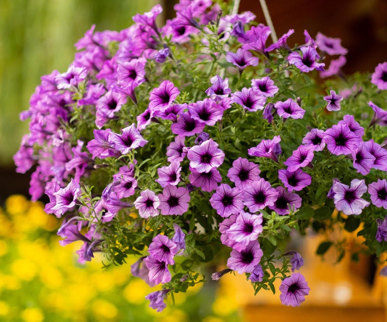 Don't bother deadheading these 6 low-maintenance annual flowers – they ...