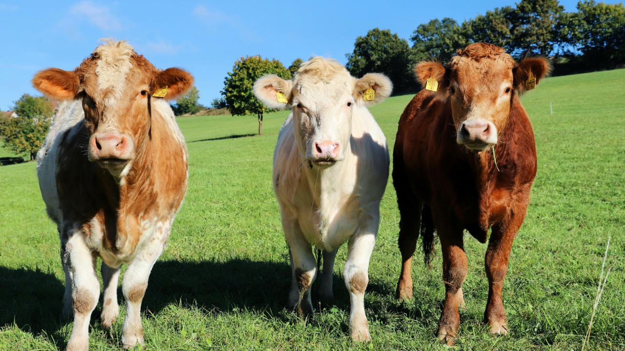 A tiny organism found in cow guts has a miniature organelle that may ...