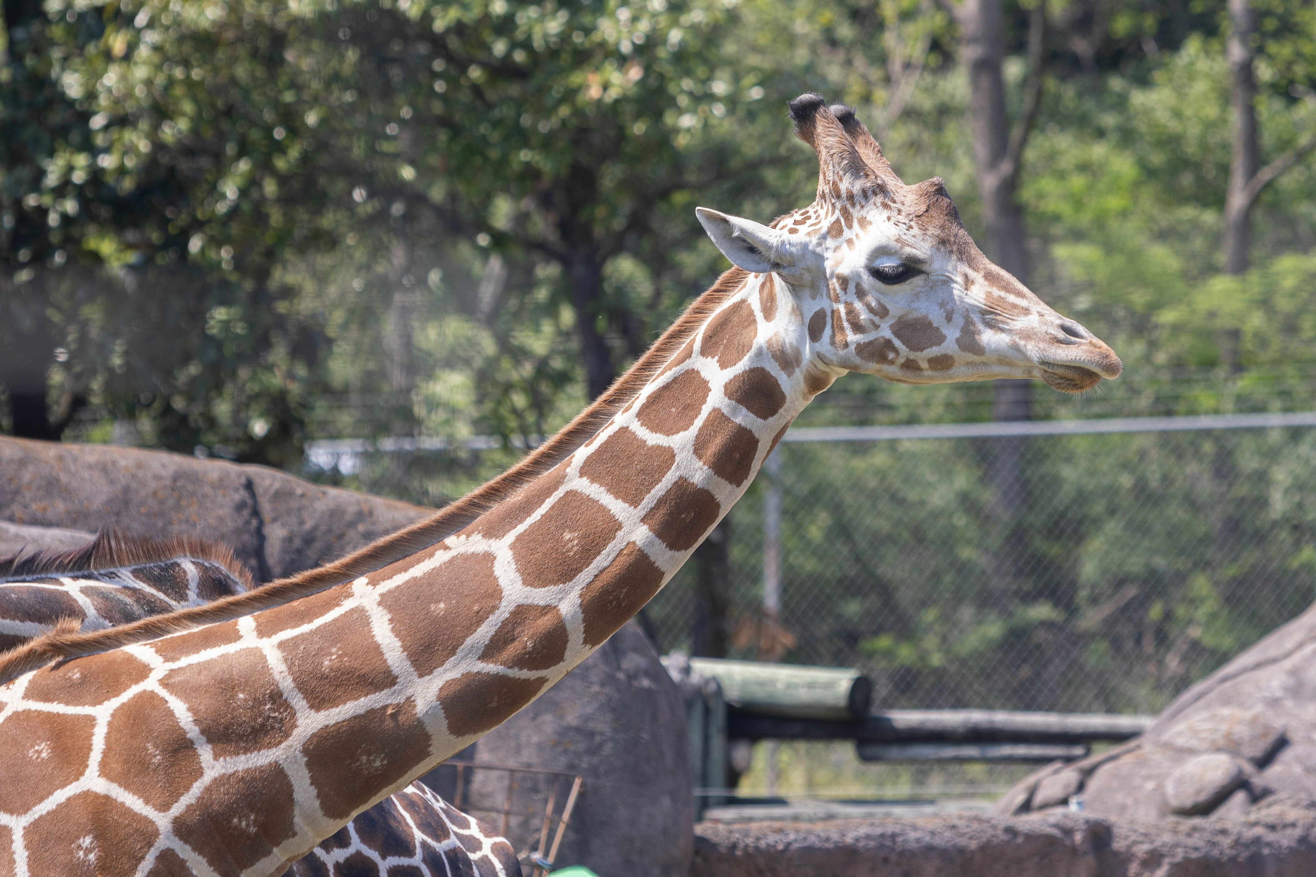 Elmwood Park Zoo welcomes new giraffe 'JJ'