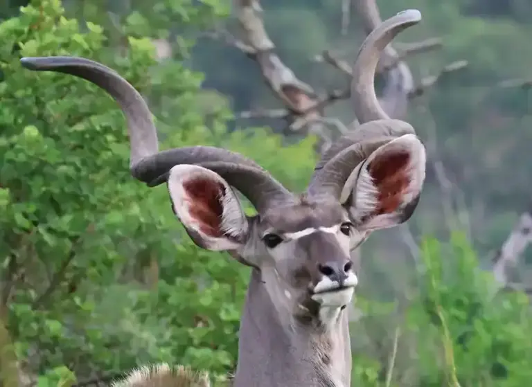 Conoce el animal considerado el más bello del mundo