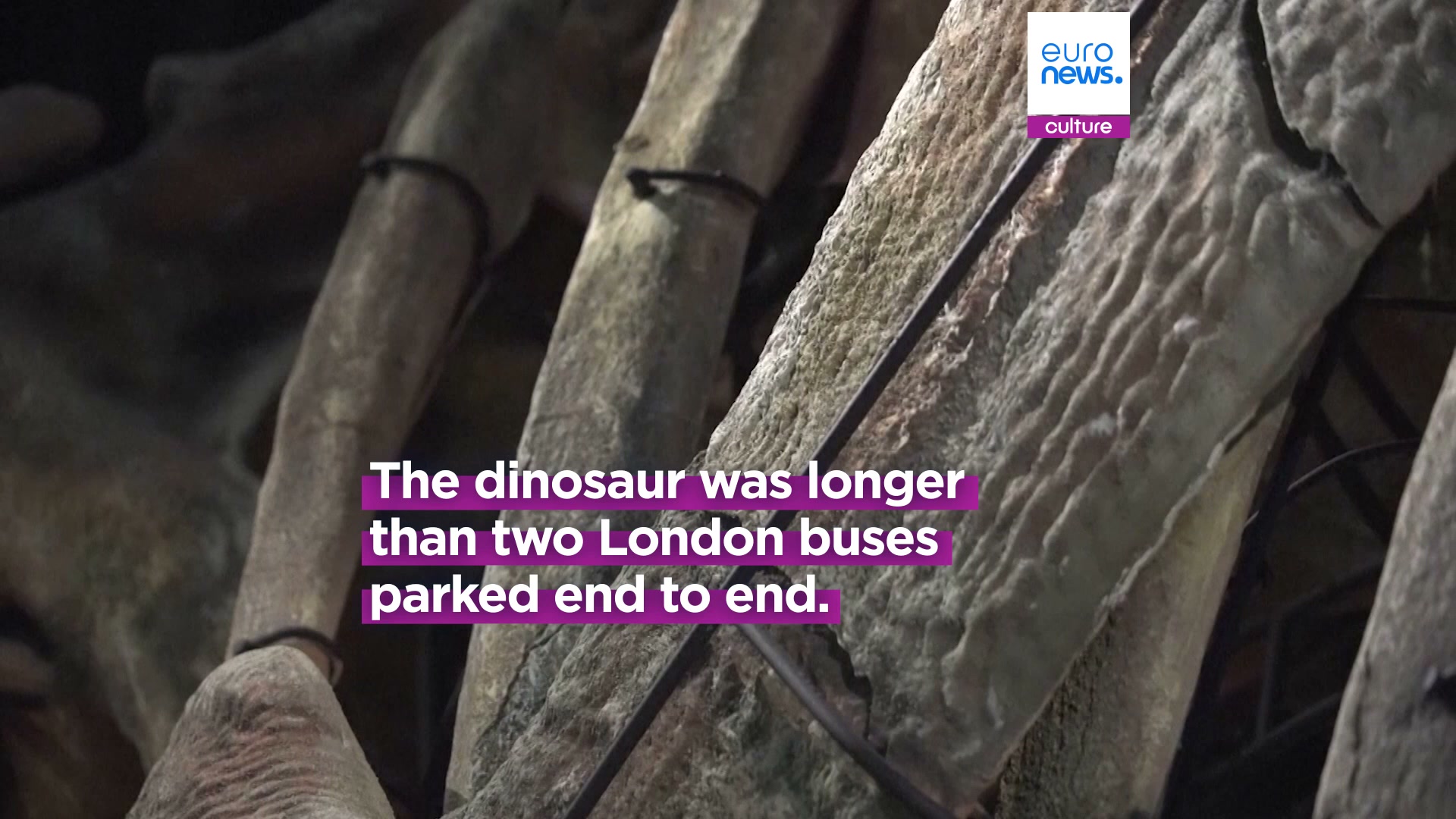 Thailand's prehistoric giant: New dinosaur is biggest ever found in ...