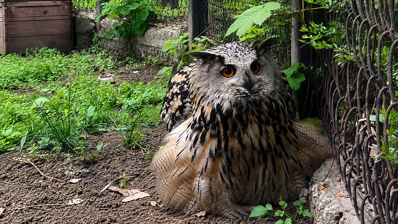 I tried to film an owl up close and got an unexpected reaction