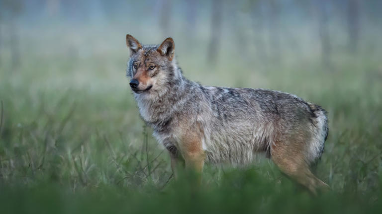 What to do if you see wolves while you're camping