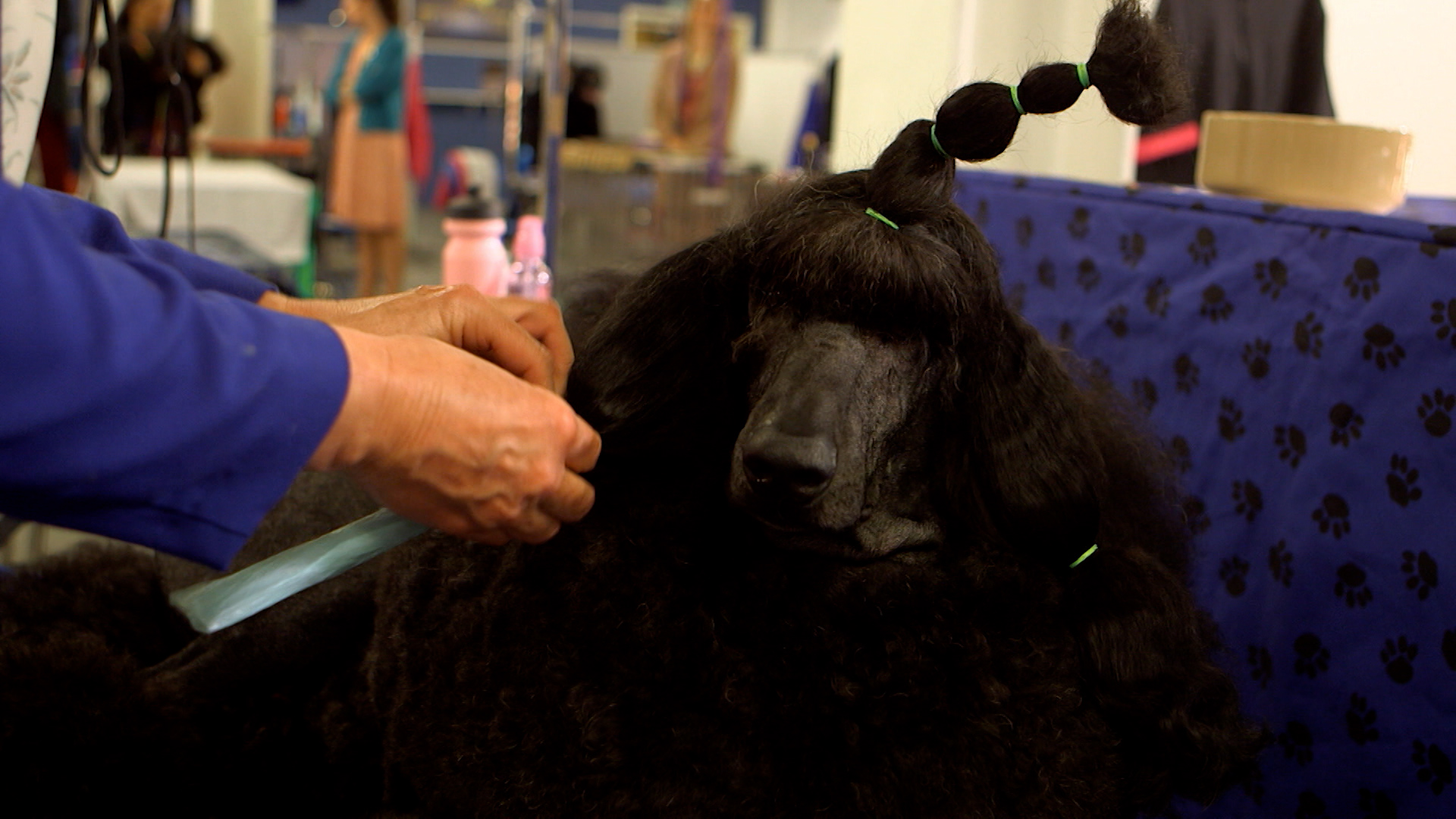 Caos fofo e ação canina: Como foi fazer 'Show Dogs'
