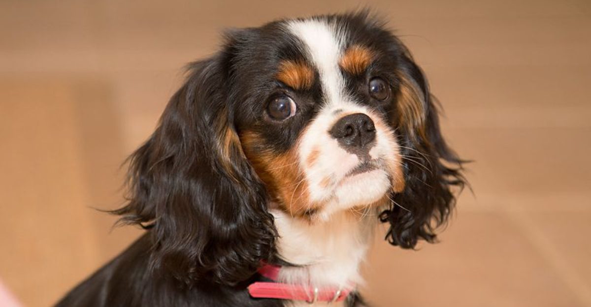 14 ultra-social dog breeds that act like everyone is their best friend