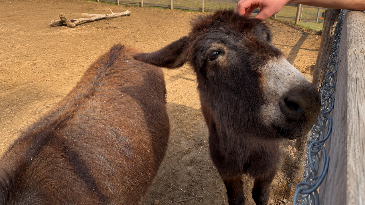 I filmed a moment of connection and peace between a human and a donkey