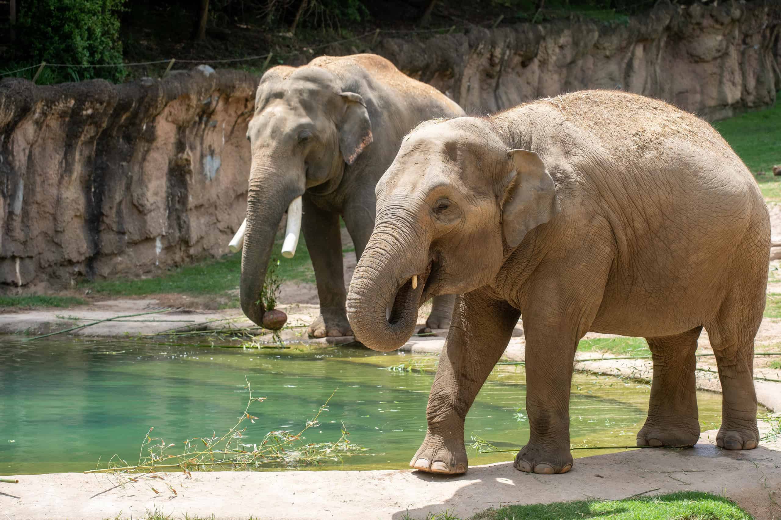 Love goin to the zoo? Here are the 10 US zoos with the most animals